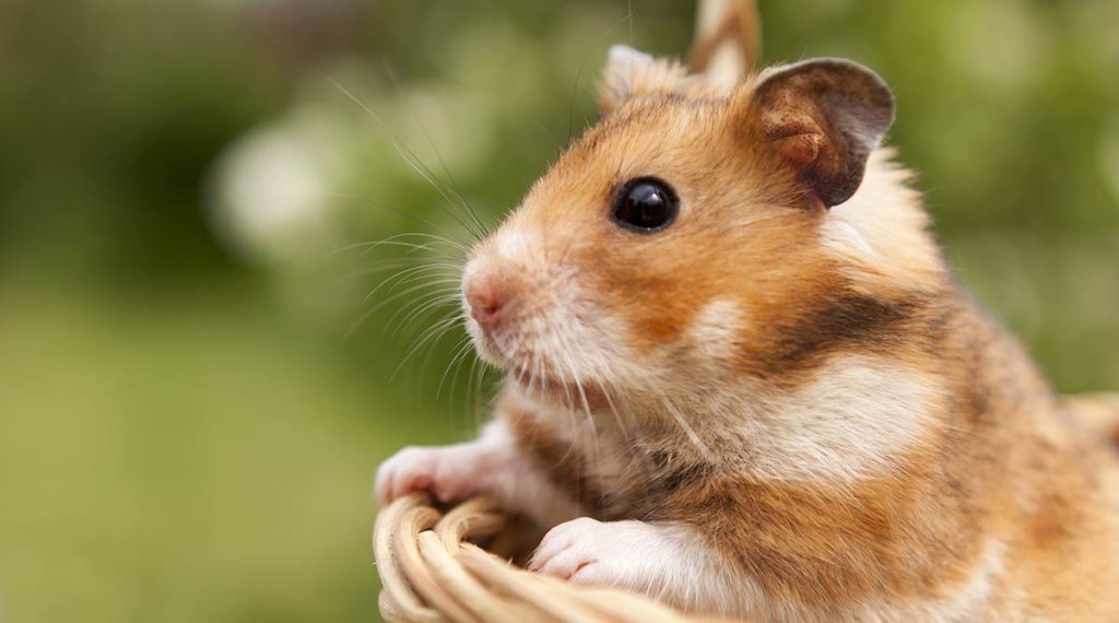 Where Do Hamsters Come From? - Squeaks and Nibbles