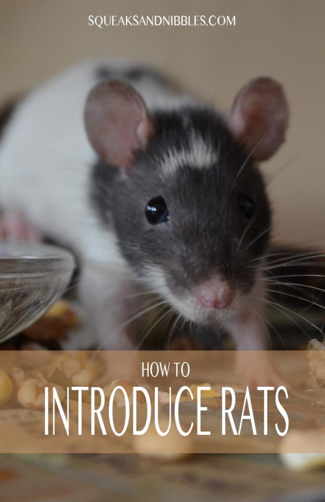 Introducing Rats - How To Introduce A New Rat To Your Pet