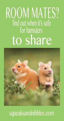 Can Hamsters Live Together - Can Two Hamsters Share A Cage?