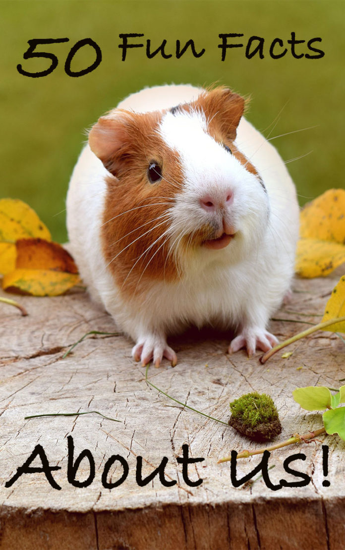 50 Fun Facts About Guinea Pigs From Squeaks and Nibbles