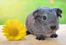 Boy Guinea Pig Names - 200 Great Names For Male Guinea Pigs