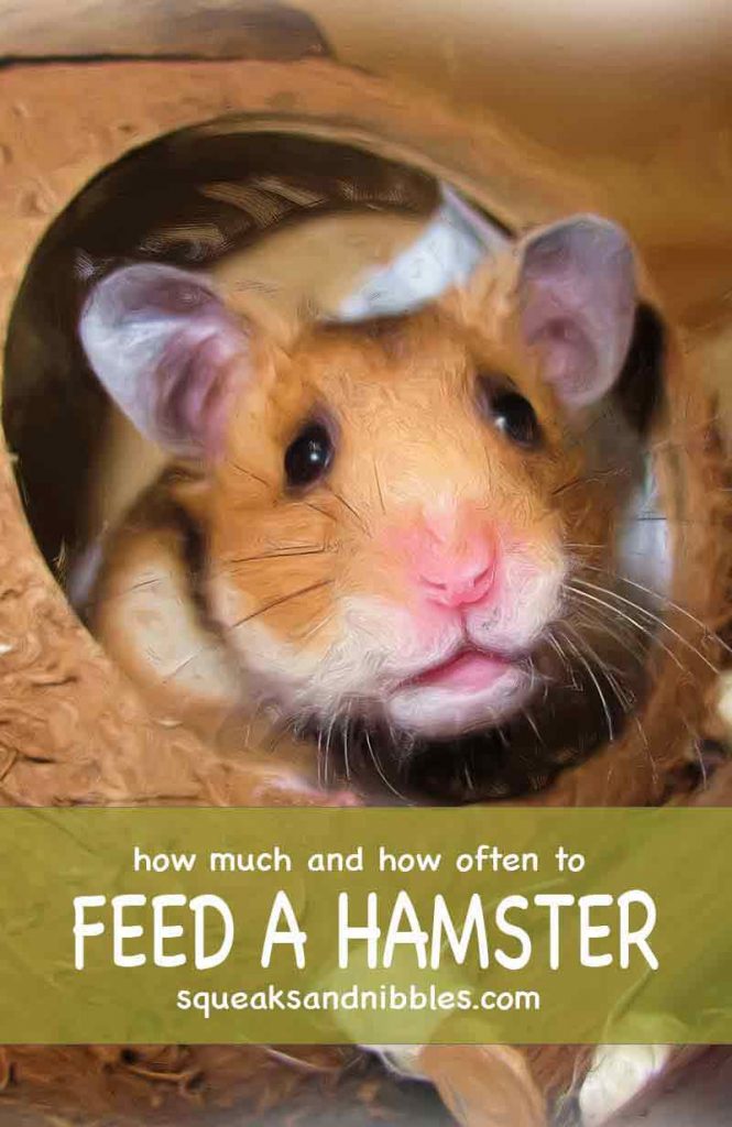How Often Do I Feed My Hamster - A Guide To Hamster Mealtimes