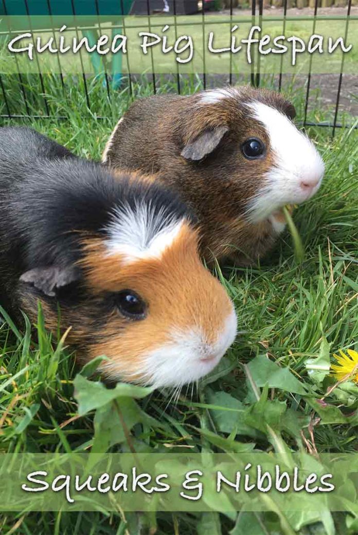 Guinea Pig Lifespan Guide - How Long Do Guinea Pigs Live?