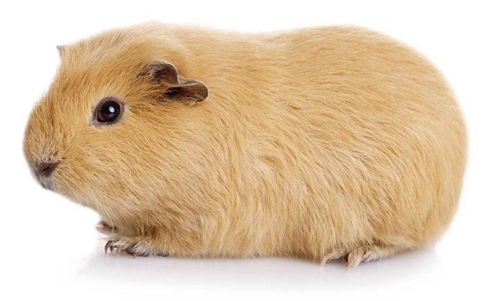 A Complete Guide To Guinea Pig Colors - With Photos!