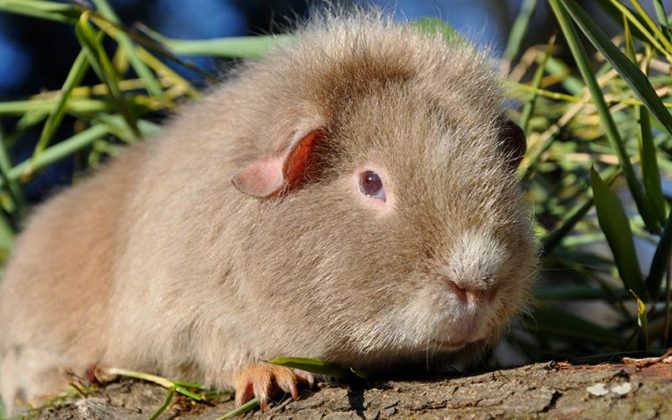 Een complete gids voor cavia kleuren - met foto's! | Rencana