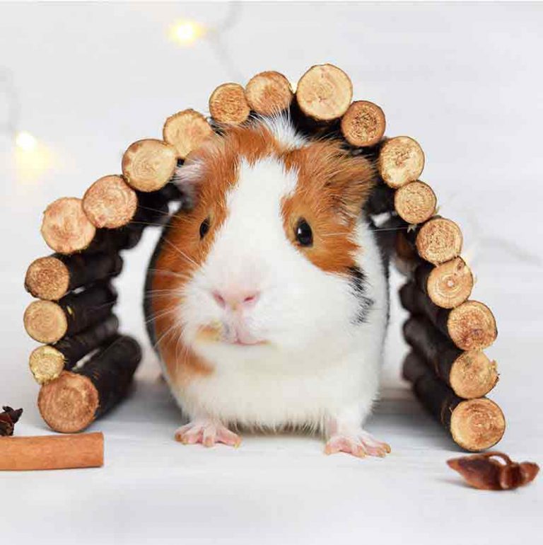DIY Guinea Pig Toys - The Best Guinea Pig Toys You Can Make