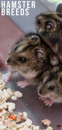 Hamster Breeds - Differences, Similarities, and Choosing the Best One