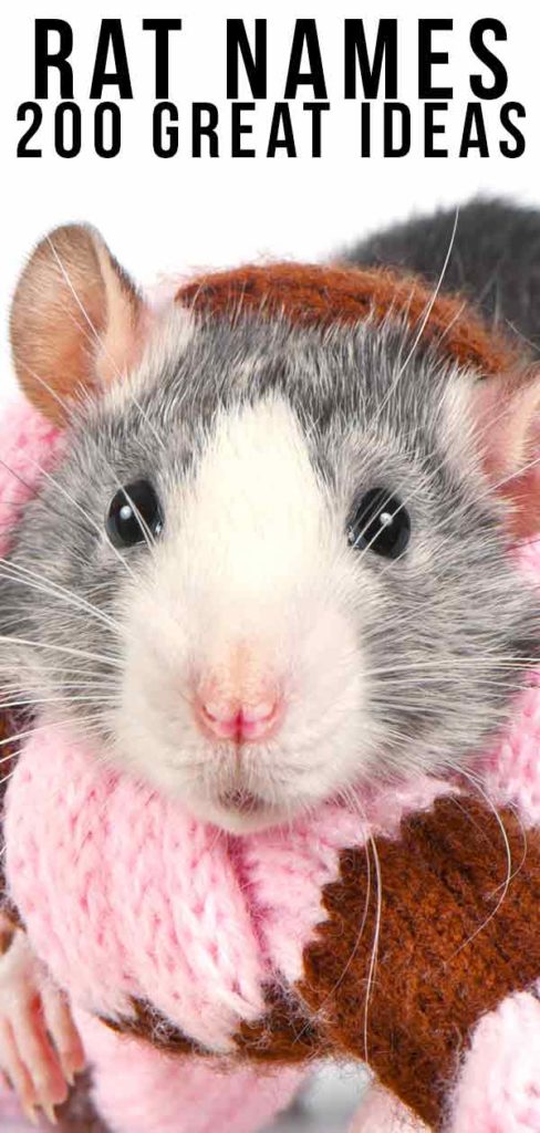 Rat Names - Over 200 Great Ideas For Naming Your Pet Rat