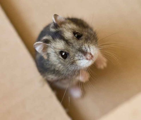Hamster Breeds - Differences, Similarities, and Choosing the Best One