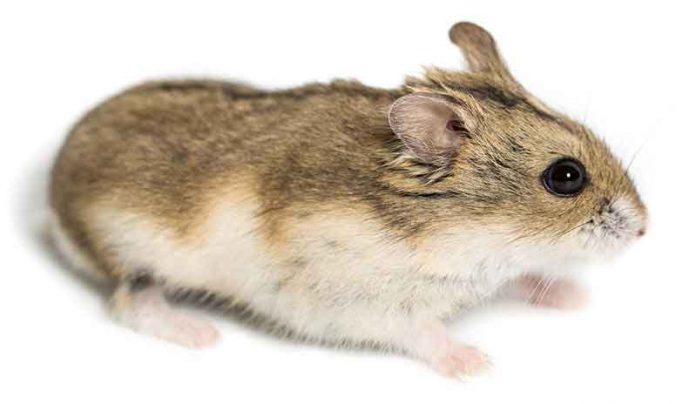 Hamster Breeds - Differences, Similarities, and Choosing the Best One