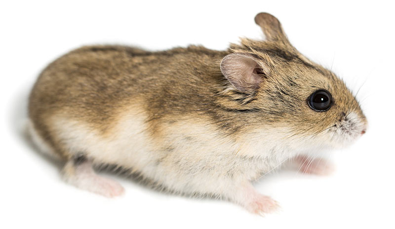 Hamster Breeds - A Complete Guide