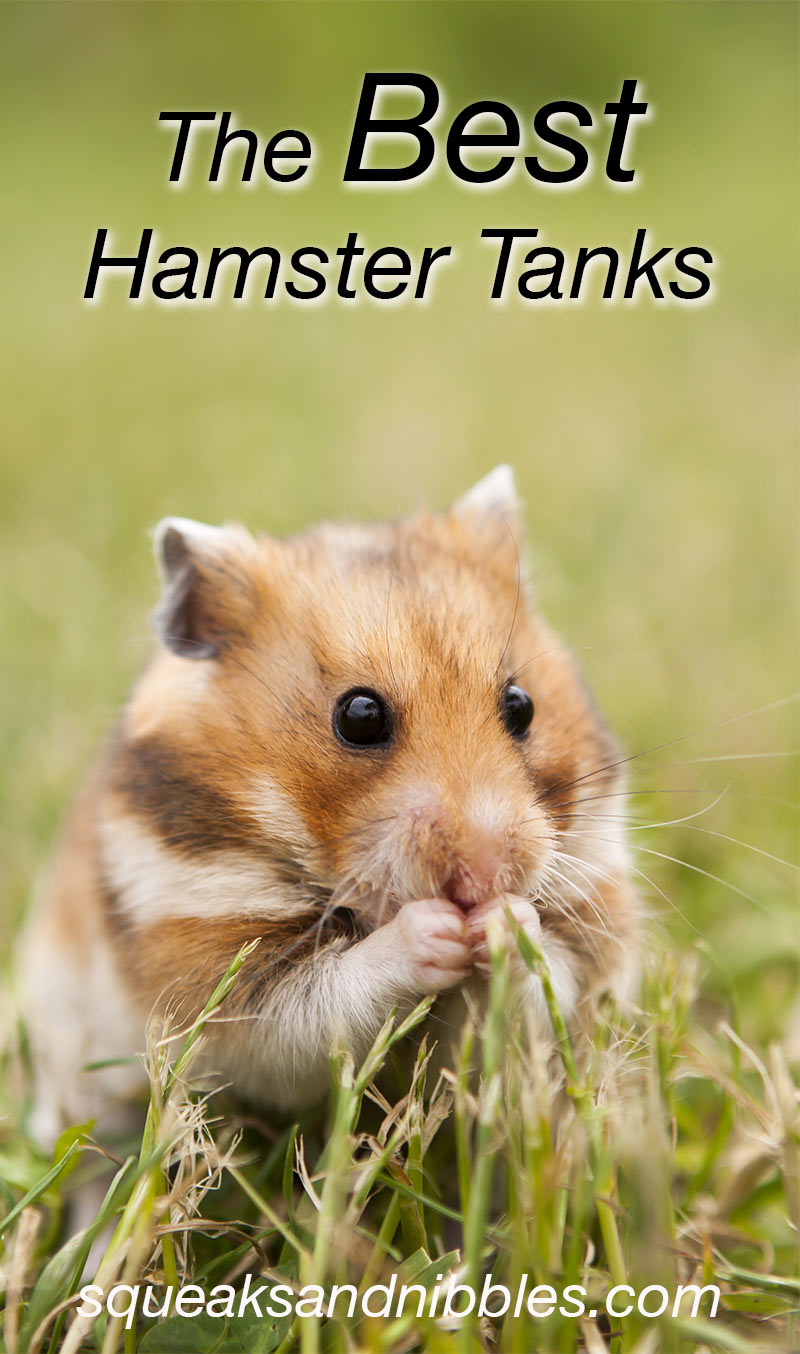 The Best Hamster Tank - A Complete Guide