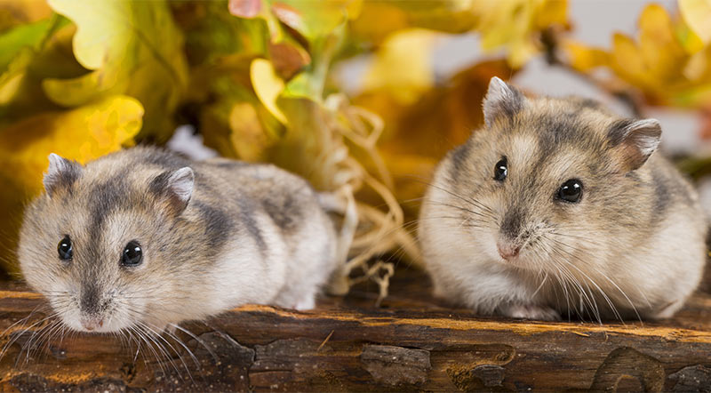 The Best Hamster Tank - A Complete Guide