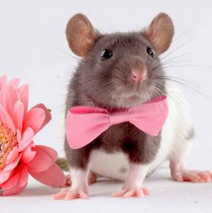 Rat Names - Over 200 Great Ideas For Naming Your Pet Rat