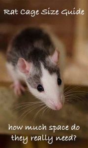 How Big Should A Rat Cage Be? A Rat Cage Size Guide