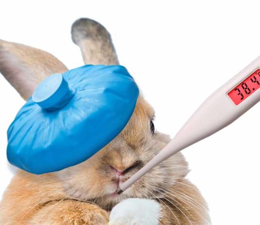 Pet Rabbits Archives - Page 2 of 8 - Squeaks and Nibbles