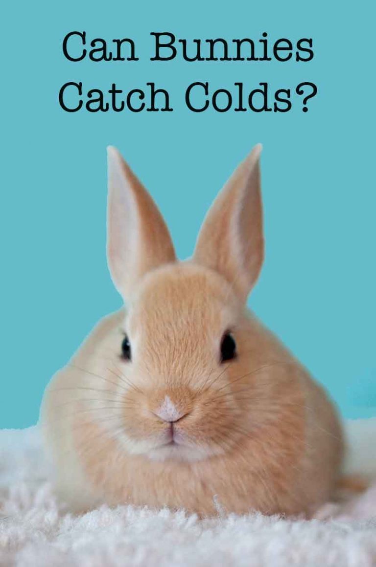 Snuffles in Rabbits: A Guide To Bunny Sneezing And Runny Noses