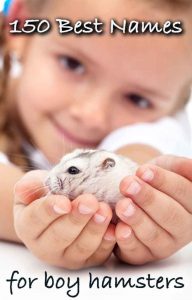500 Boy Hamster Names - The Best Options For All Male Hamsters