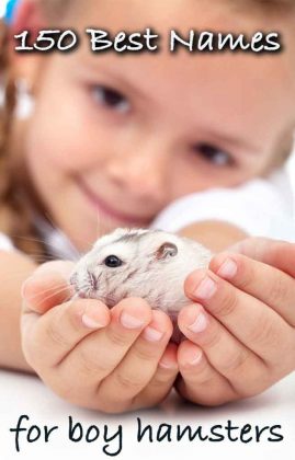 500 Boy Hamster Names - The Best Options For All Male Hamsters