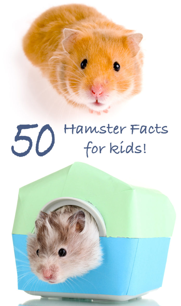 50 Amazing Hamster Facts For Kids - Everything You Want To Know!