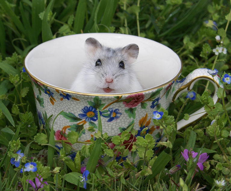 50 Amazing Hamster Facts For Kids - Everything You Want To Know!