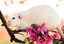 Rat Names - Over 200 Great Ideas For Naming Your Pet Rat
