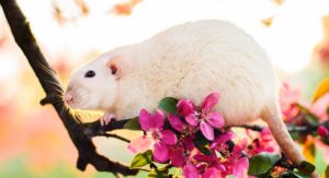 Dumbo Rat - A Complete Guide to Dumbo Ear Rats