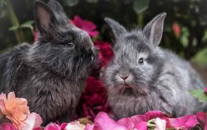 Rabbit Diarrhea – Treatment, Prevention and Causes Of Bunny Diarrhea