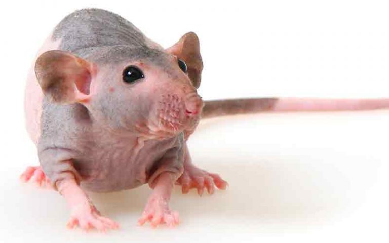 The Hairless Rat - A Complete Guide by Squeaks and Nibbles