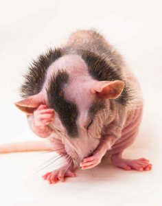 The Hairless Rat - A Complete Guide by Squeaks and Nibbles