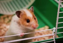 Hamster Breeds - Differences, Similarities, and Choosing the Best One