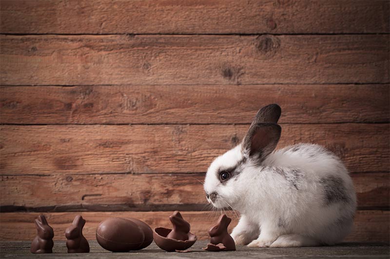 Can Bunnies Eat Chocolate And What To Do If He Does 