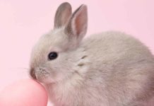 Boy Bunny Names - 200 Brilliant Ways To Name Your Male Rabbit