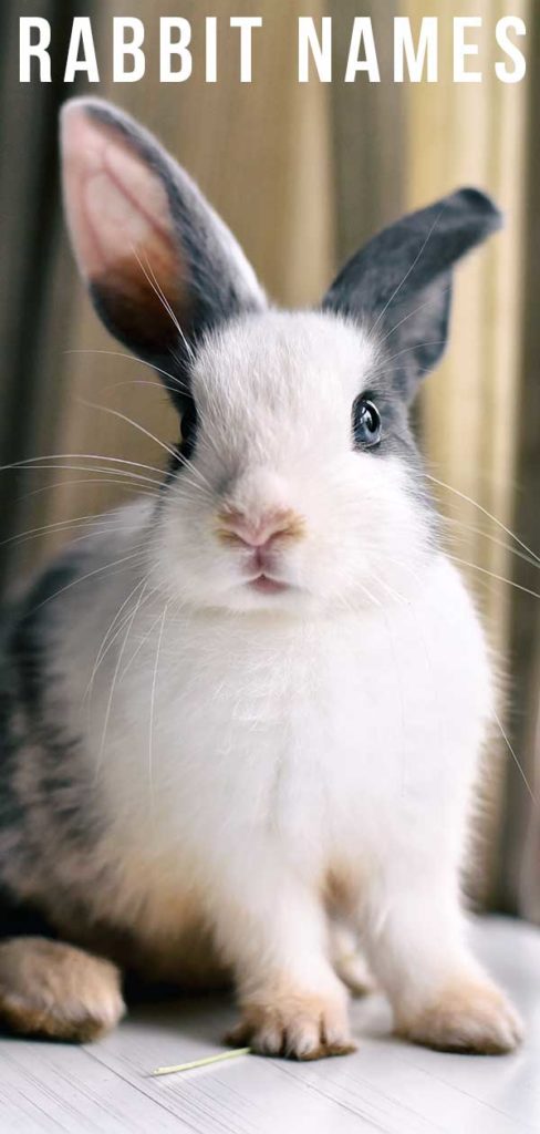 Bunny Names - All The Best Rabbit Names In One Place