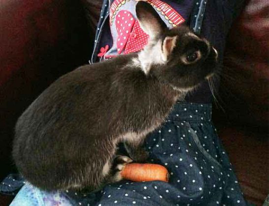 Bunny Names - All The Best Rabbit Names In One Place