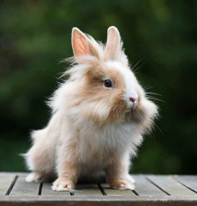 Bunny Names - All The Best Rabbit Names In One Place