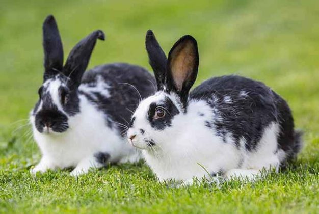 Bunny Names - All The Best Rabbit Names In One Place
