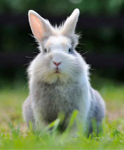 Bunny Names - All The Best Rabbit Names In One Place