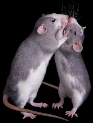 Fancy Rats - Finding And Caring For This Wonderful Critter