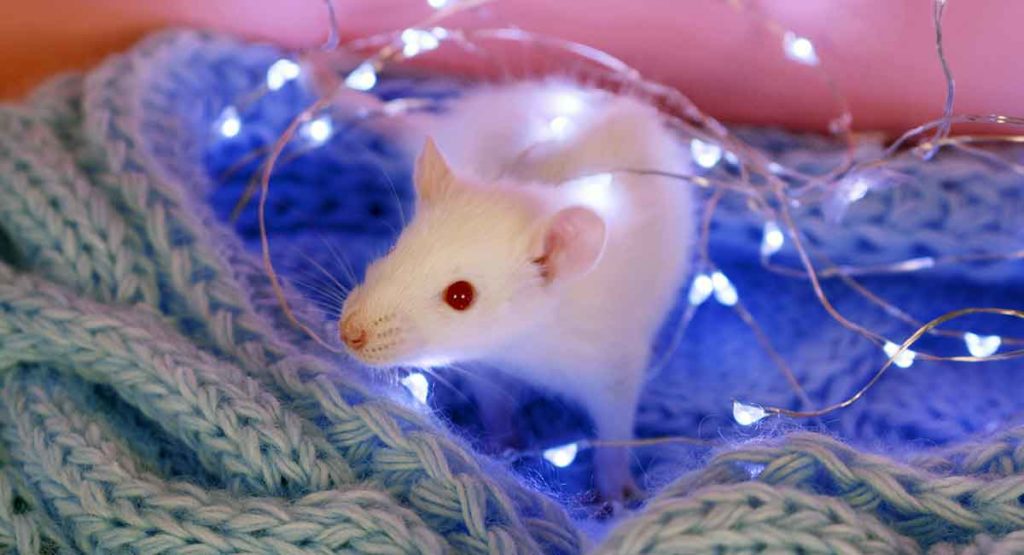 Albino Rat Facts: 32 Awesome Facts About White Rats with Pink Eyes