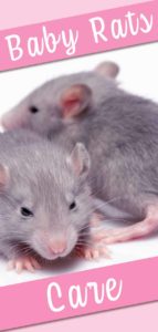 Baby Rats - A Guide To Baby Rat Care, Behavior and Development