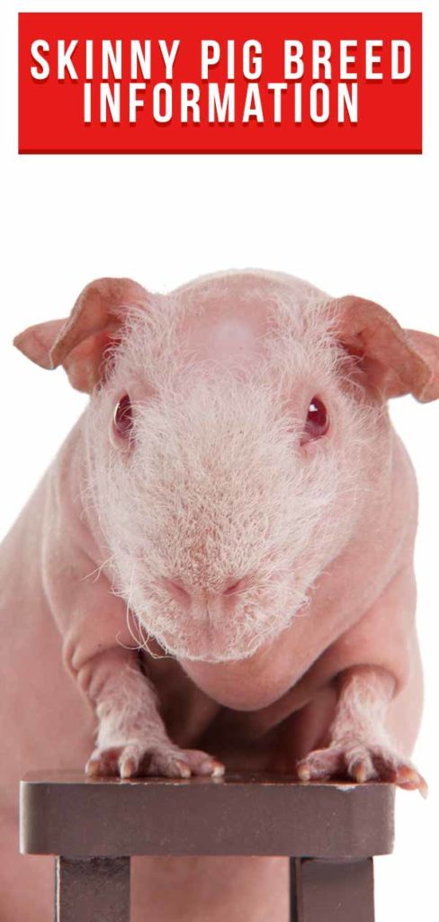 Skinny Pig Breed Information - A Guide To The Hairless Guinea Pig