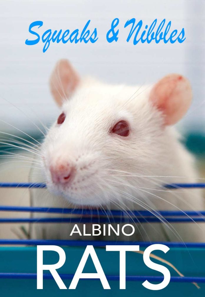 Albino Rat Facts: 32 Awesome Facts About White Rats with Pink Eyes