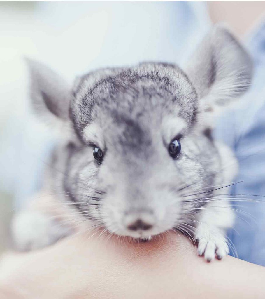 Chinchilla Names - Over 100 Perfect Names!