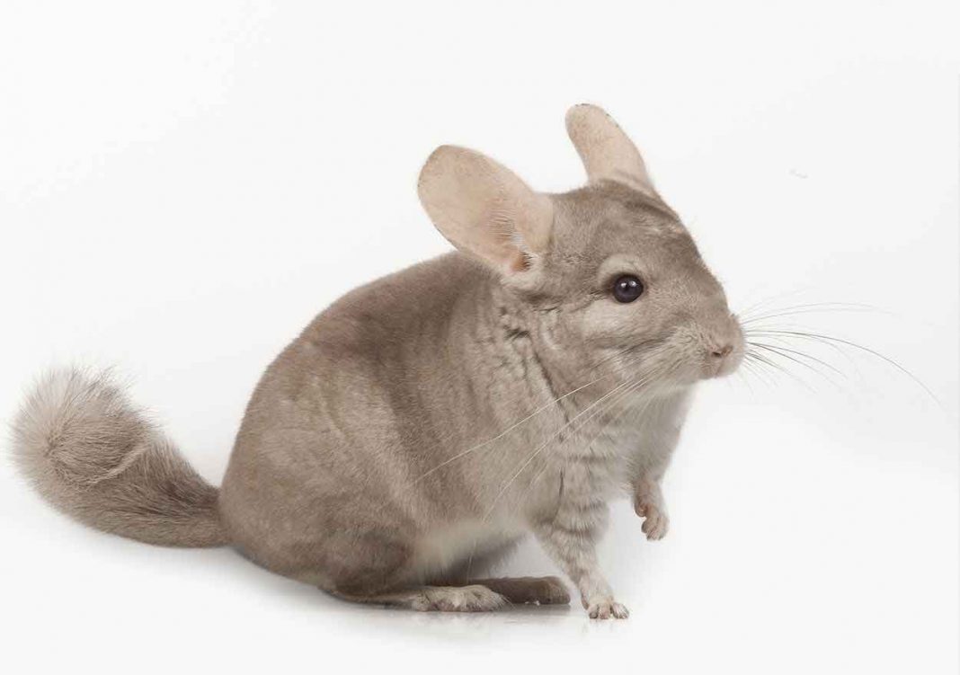 Chinchilla Names - Over 100 Perfect Names!