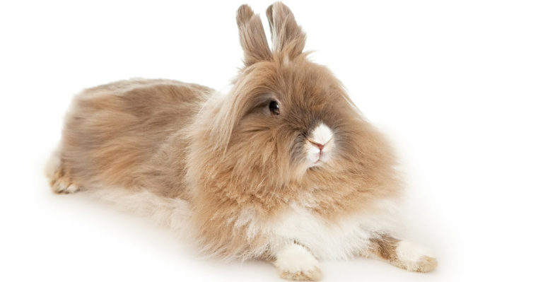 Lionhead Rabbit Breed Information Center: Discover The Lionhead Bunny
