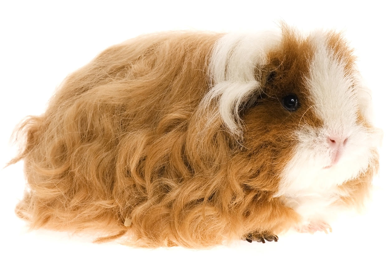 Guinea Pig Breeds