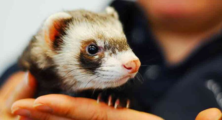 Ferret Names: Over 250 of the Best Names For Ferrets