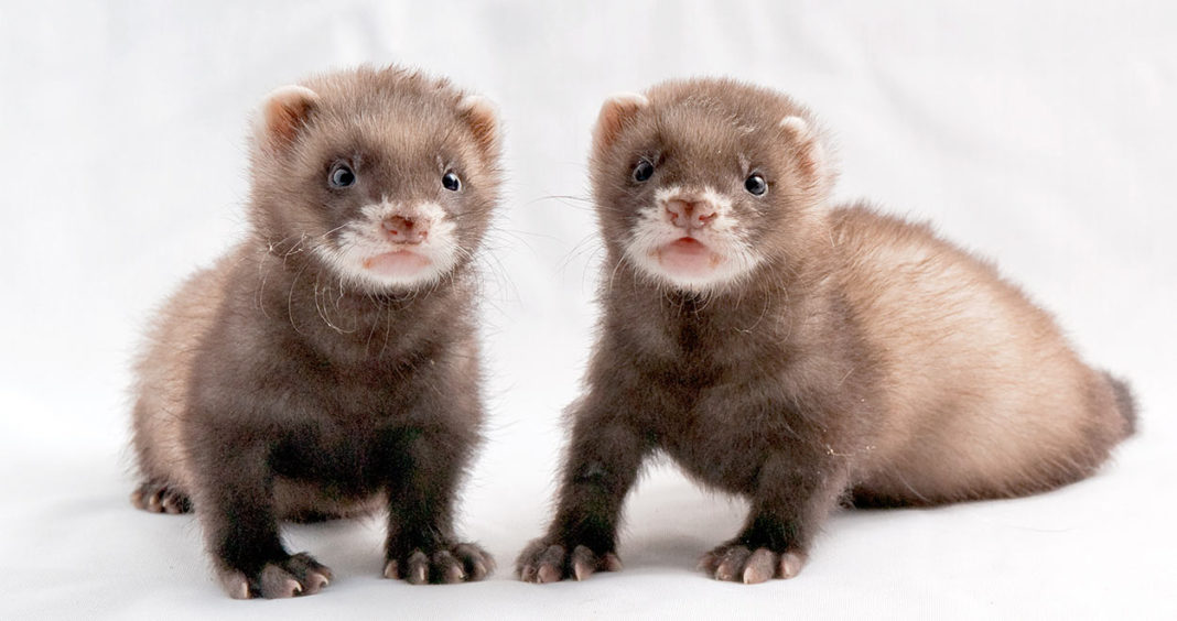 Ferret Names: Over 250 of the Best Names For Ferrets