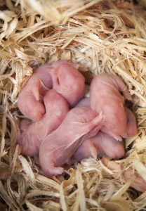 Baby Hamsters - A Guide To Baby Hamster Care And Development